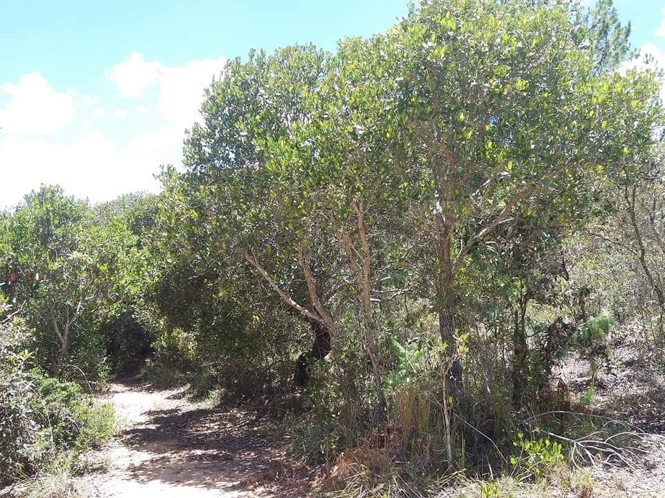 Itasy: Les forêts de Tapia bientôt transformées en aires protégées ...